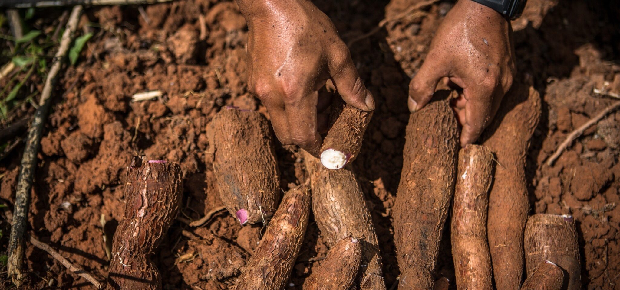 Exploring the Root Of Provisions - The Taste of Tobago Magazine - By THTI